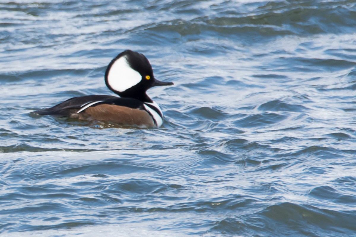 Harle couronné mâle – Sainte-Catherine – janvier 2018 | François Beauregard